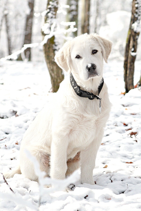 ChatGPT 코드 인터프리터 | JunhoKo